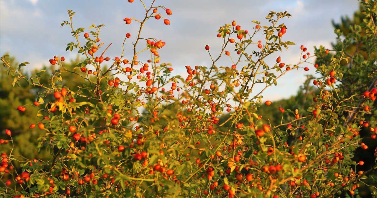 Hagebutte: Nährstoffreiche Frucht für Ihre Gesundheit