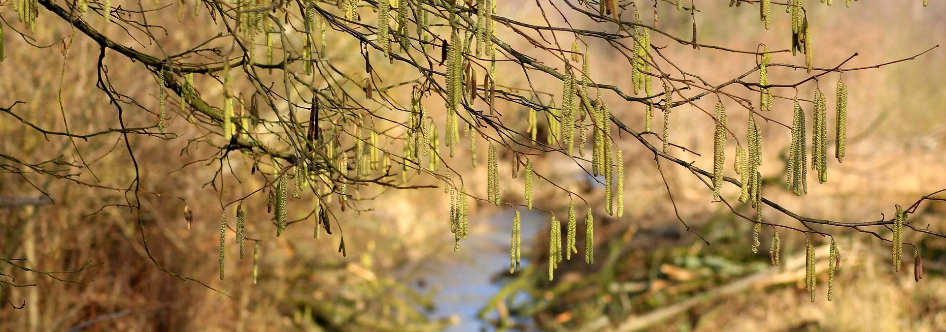 Februar: Der kürzeste Monat und seine Bedeutung