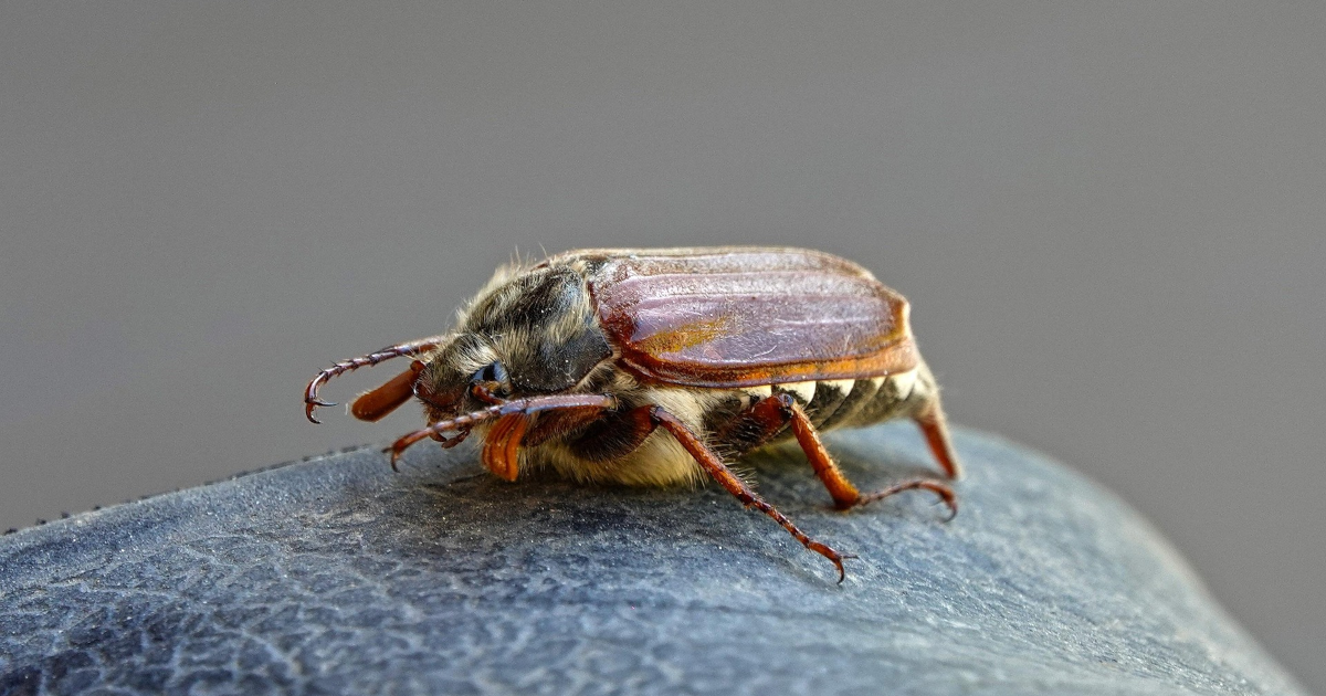 Maikäfer – Faszinierende Fakten über den Frühlingskäfer